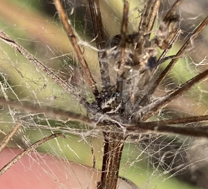 Entelegyne Spiders from Rogers, MN, US on September 19, 2023 at 11:43 ...