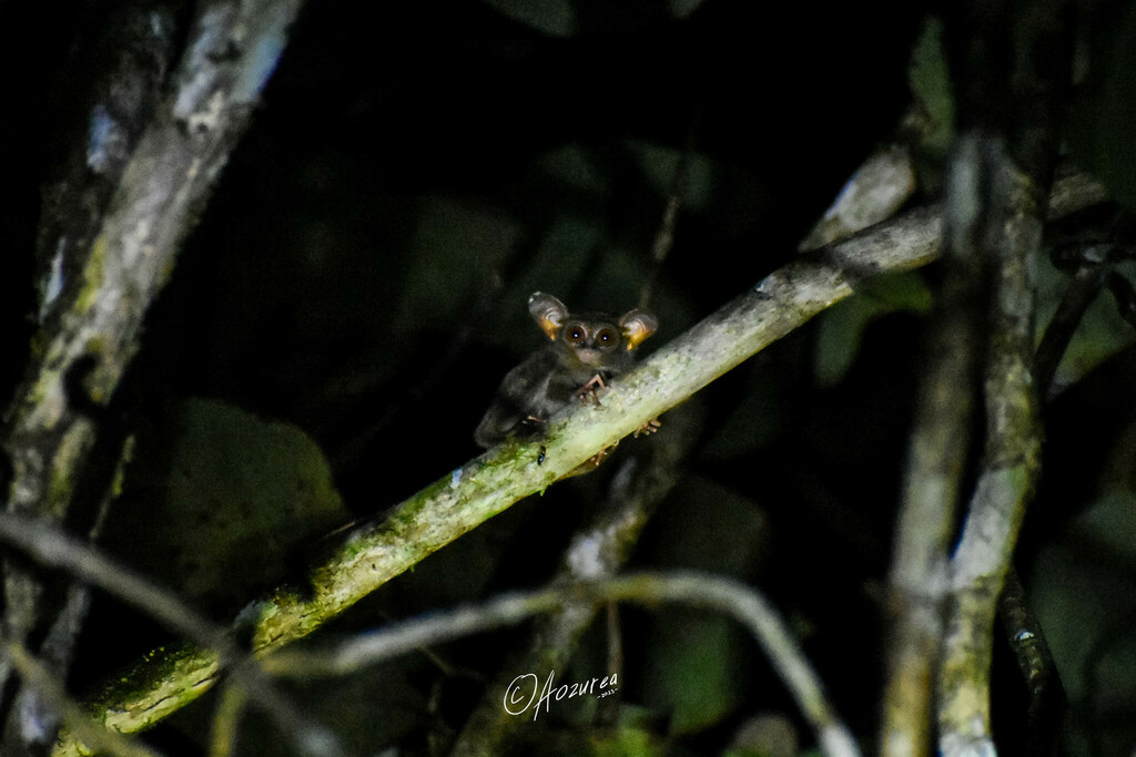 Eastern Tarsiers in July 2023 by Desita Dyah D A Kusumaningrum ...