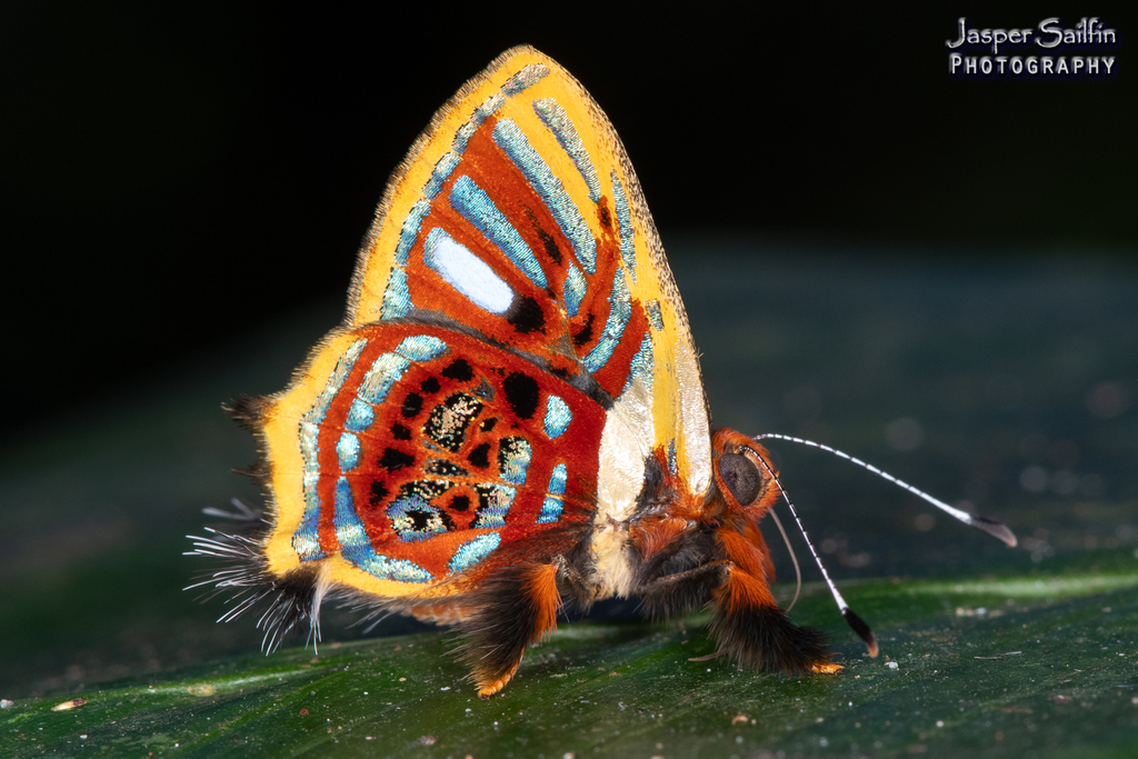 Anteros aerosus from Finca Las Piedras, Sector Monterrey, 17100, Peru ...