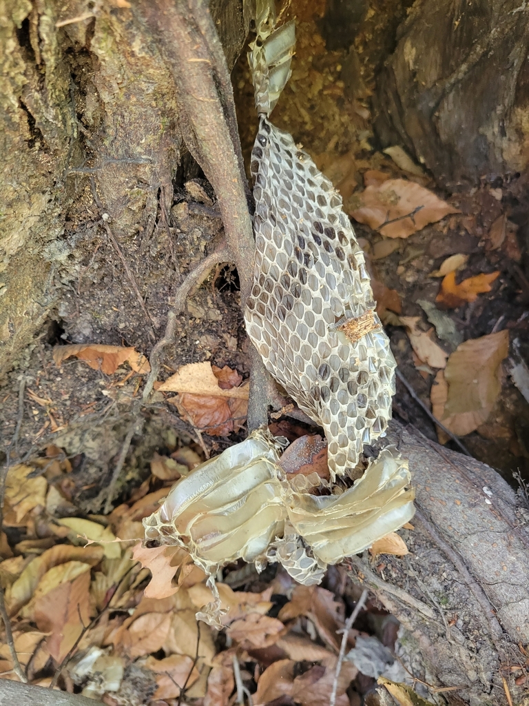 Timber Rattlesnake in September 2023 by Sarah Webb. Timber rattler ...