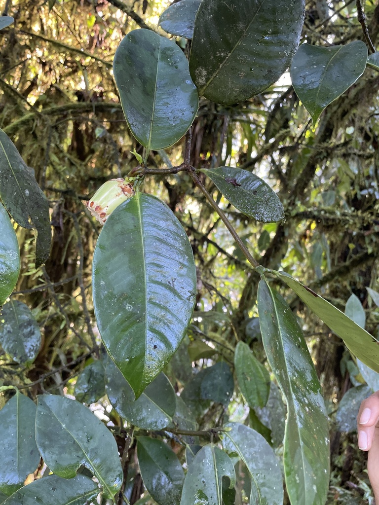 attorney trees from Santo Domingo de los Colorados, EC-SD, EC on ...