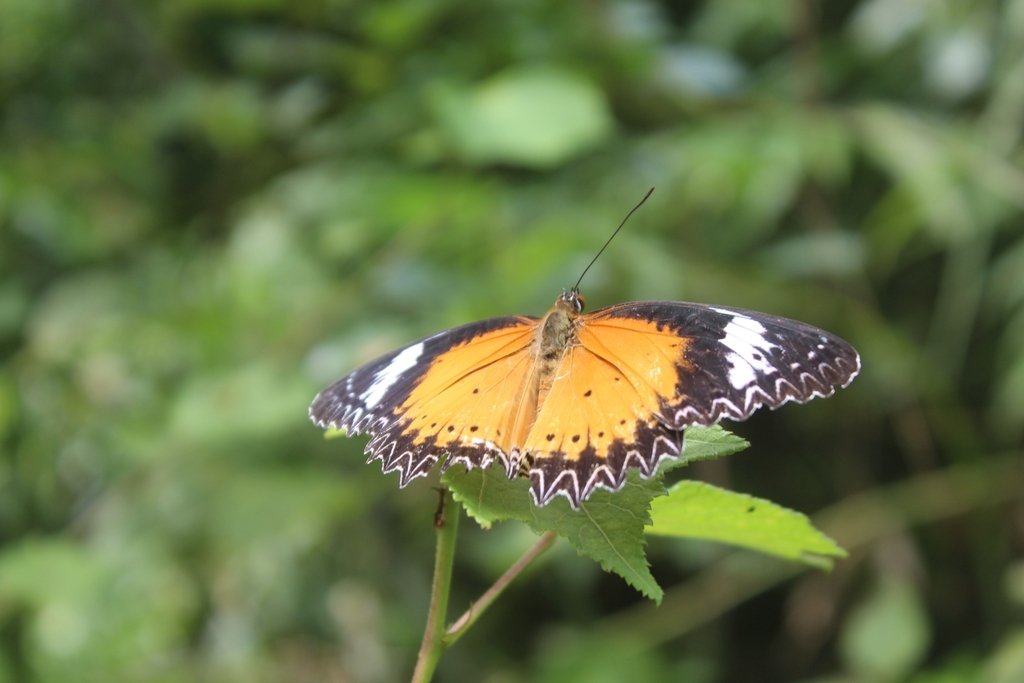 Leopard Lacewing Butterfly from Basistha, Guwahati, 781029, India on ...