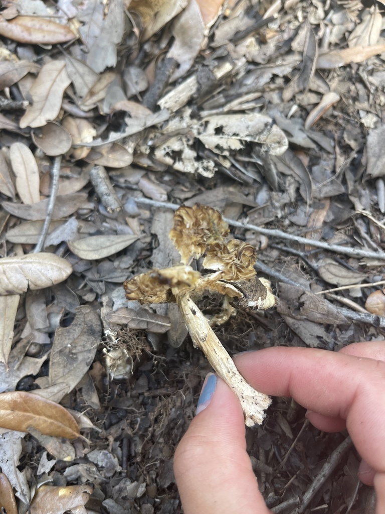 Fungi Including Lichens from Lake Wales, FL, US on September 14, 2023 ...