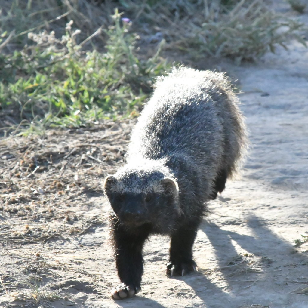 Lesser Grison from Toay, La Pampa, Argentina on January 20, 2019 by ...