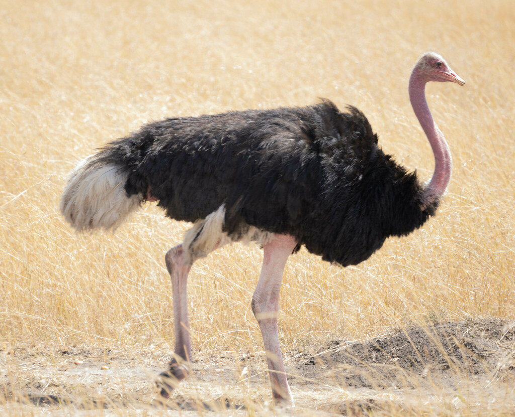 Maasai Ostrich (Struthio camelus massaicus) - Avian Discovery