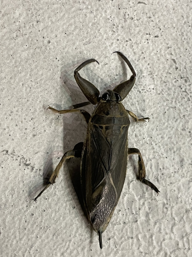 Uhler's Giant Water Bug from S May Ave, Oklahoma City, OK, US on ...