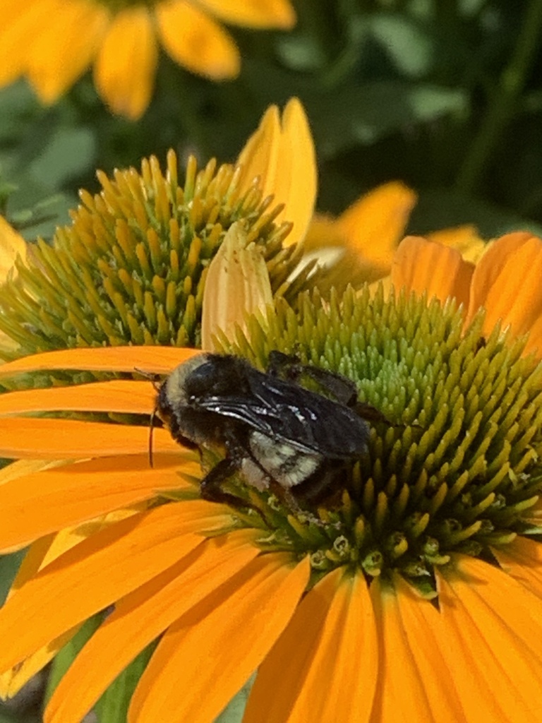 American Bumble Bee from University of Delaware, Newark, DE, US on ...