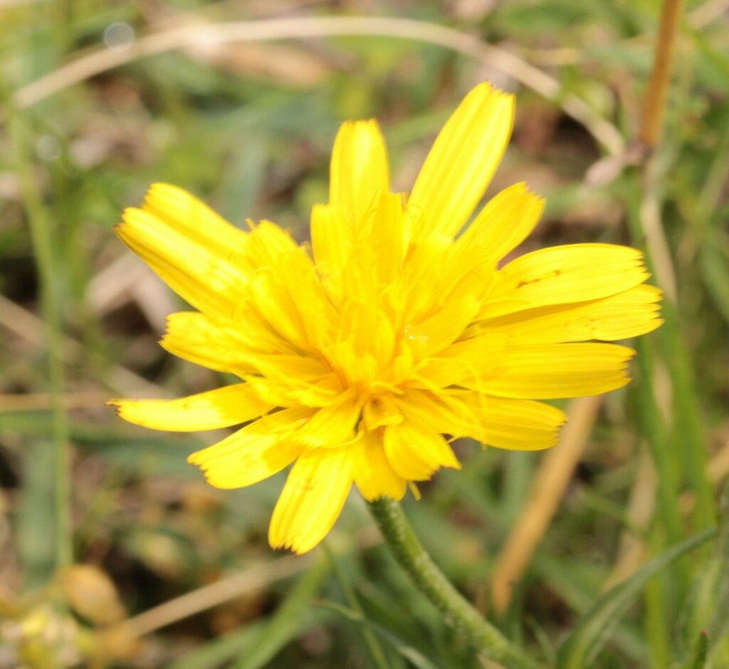 Grey Salsify from Aba, 8127 Magyarország on May 4, 2023 at 09:40 AM by ...