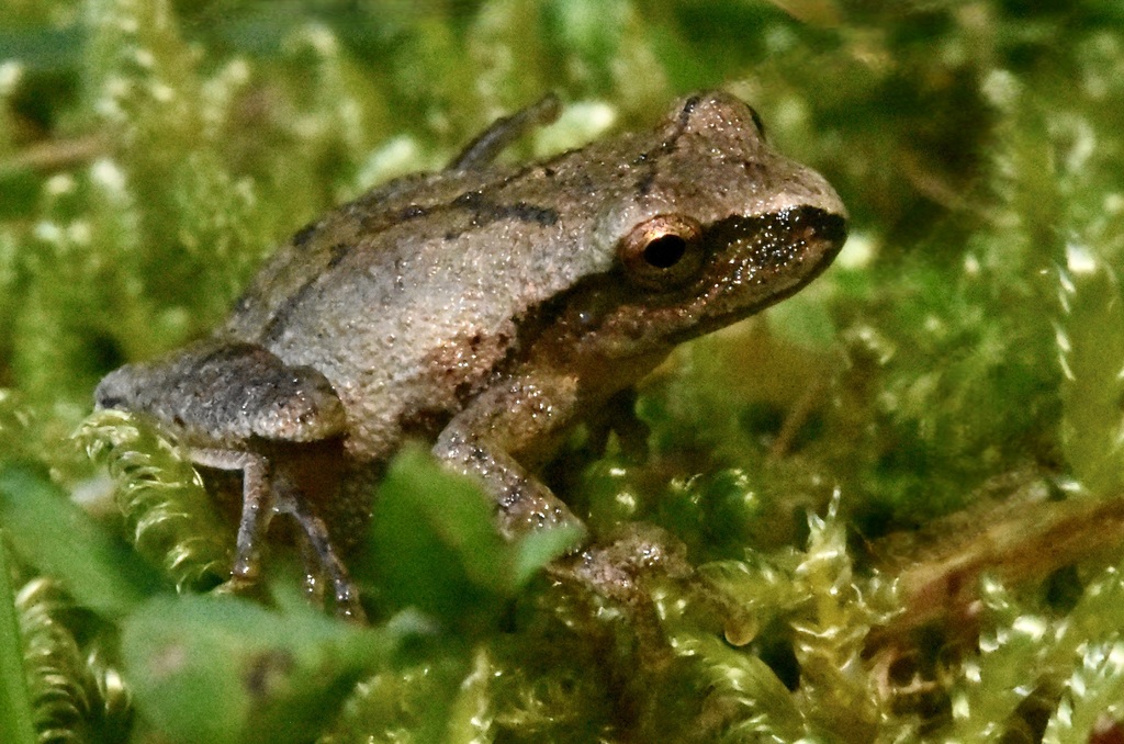 Spring Peeper from Shiras, Marquette, MI, USA on September 18, 2023 at ...
