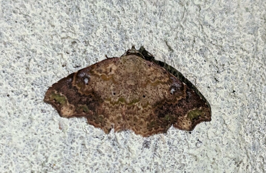 Boletobiinae from NH-40, Umling-Patharkhmah Rd, Meghalaya 793102, India ...