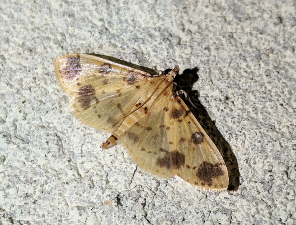 Patania plagiatalis from NH-40, Umling-Patharkhmah Rd, Meghalaya 793102 ...