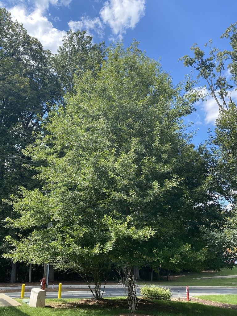 oaks from Emory University - Oxford College, Oxford, GA, US on ...