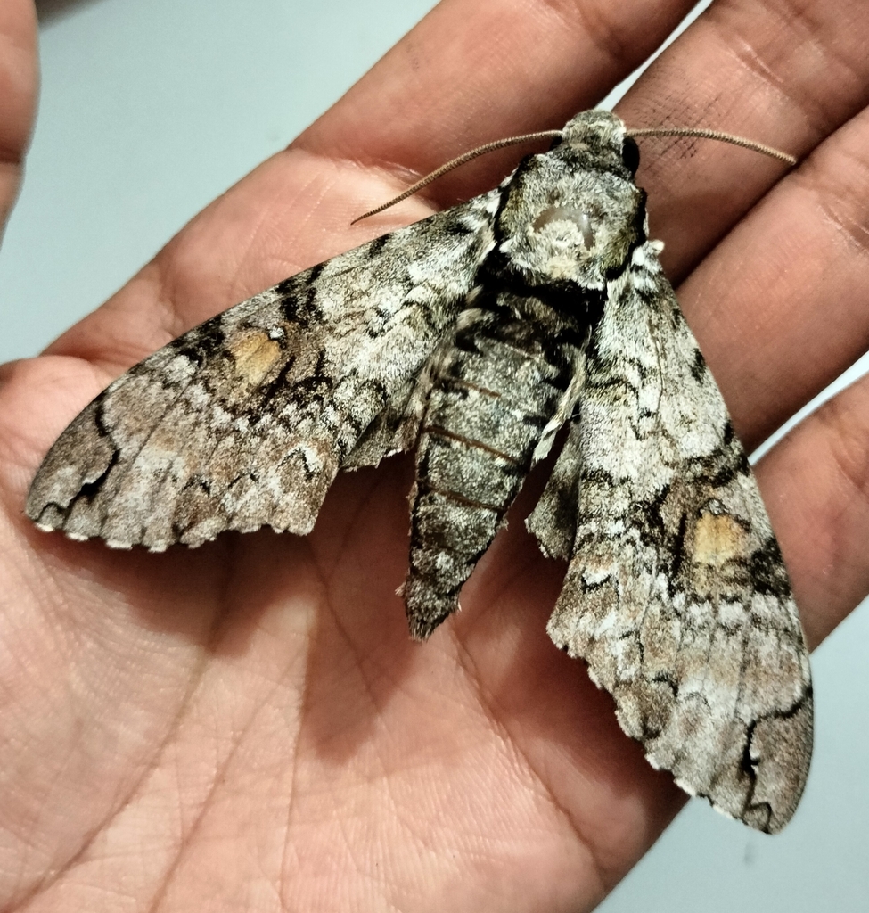 Manduca florestan from Yecapixtla on September 19, 2023 at 12:40 PM by ...