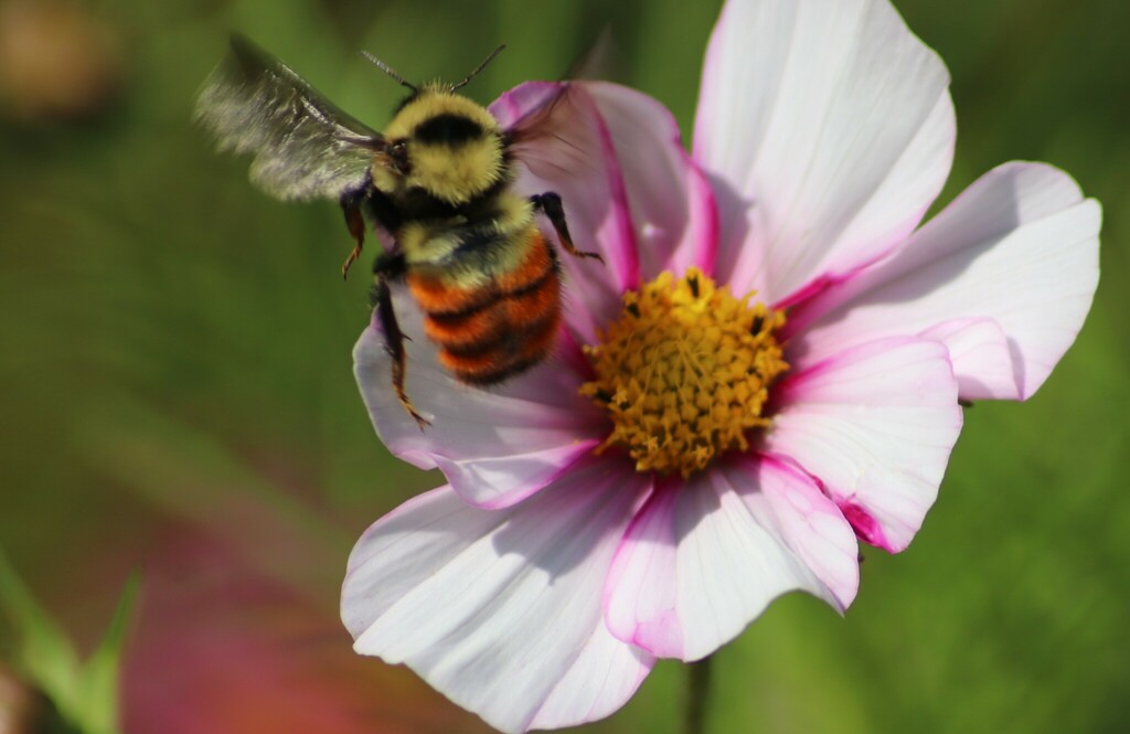 Red-belted Bumble Bee from Wasagaming, MB R0J, Canada on September 19 ...