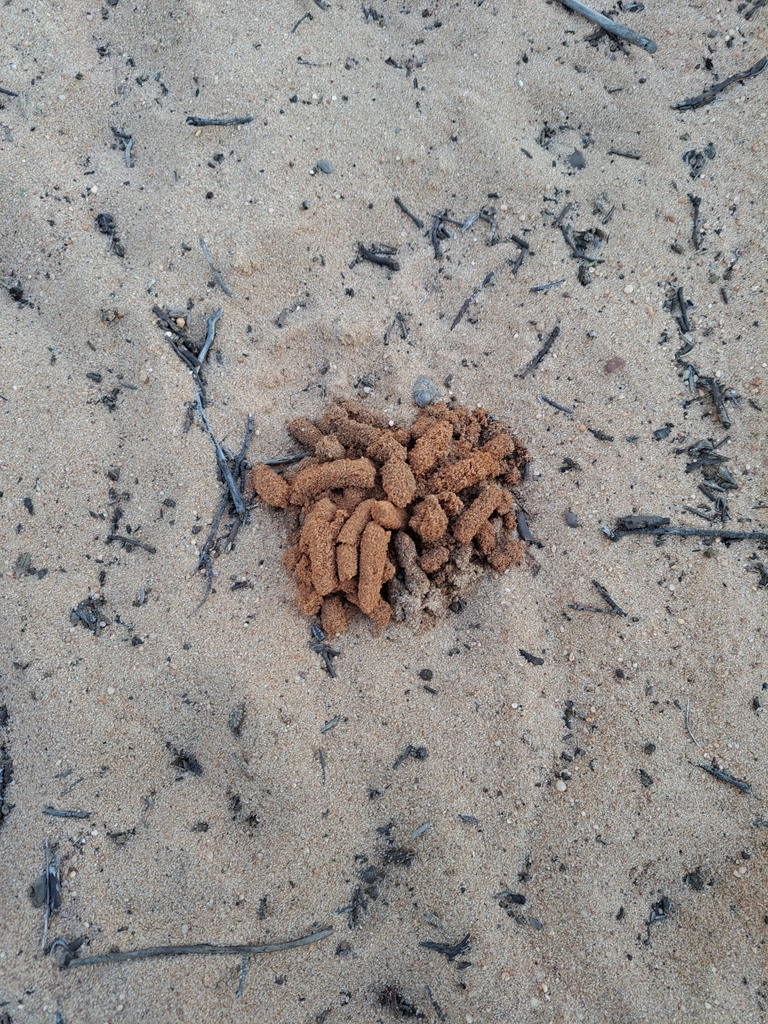 Iberian mole from 8650 Sagres, Portugalia on September 19, 2023 at 06: ...