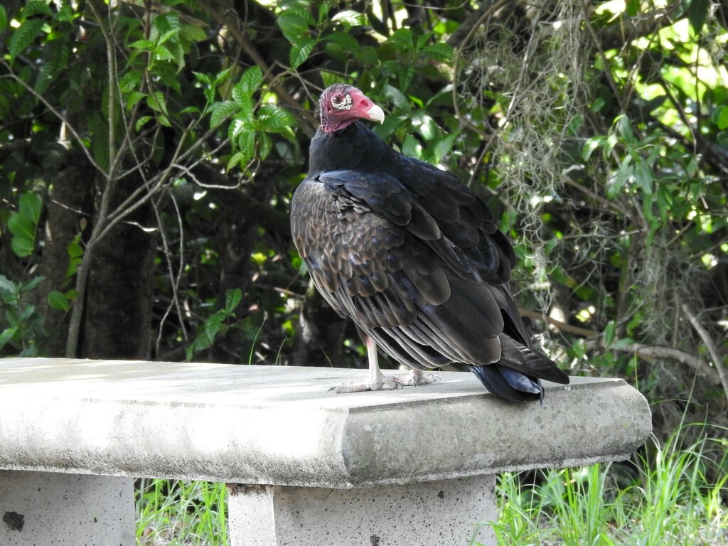 Turkey Vulture from Arthur R. Marshall Loxahatchee Wildlife Refuge ...