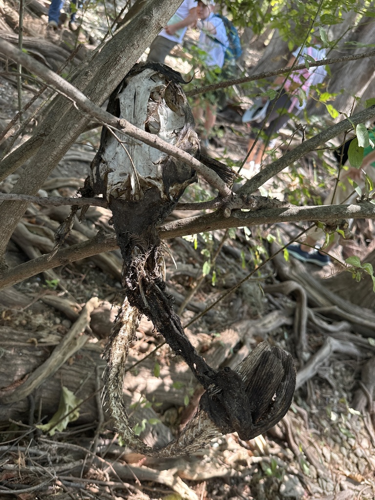 Flathead Catfish from Boerne City Park, Boerne, TX, US on September 19 ...