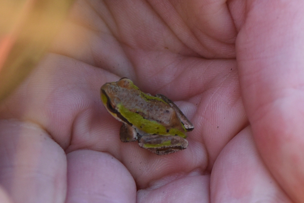 Northern Pacific Tree Frog from Capital, BC, Canada on May 2, 2023 at ...