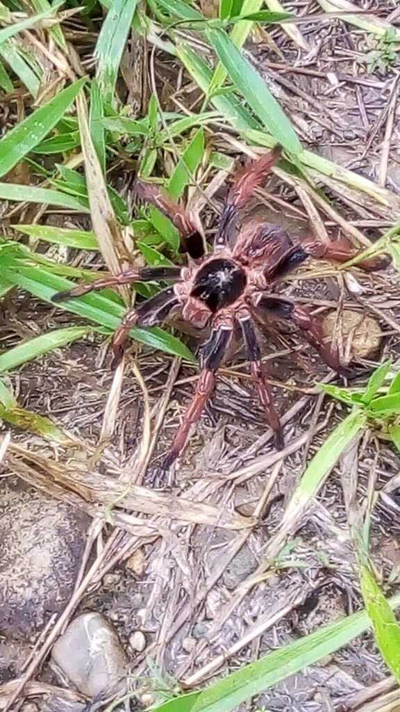Colombian Giant Redleg Tarantula in September 2023 by Palmeras La ...