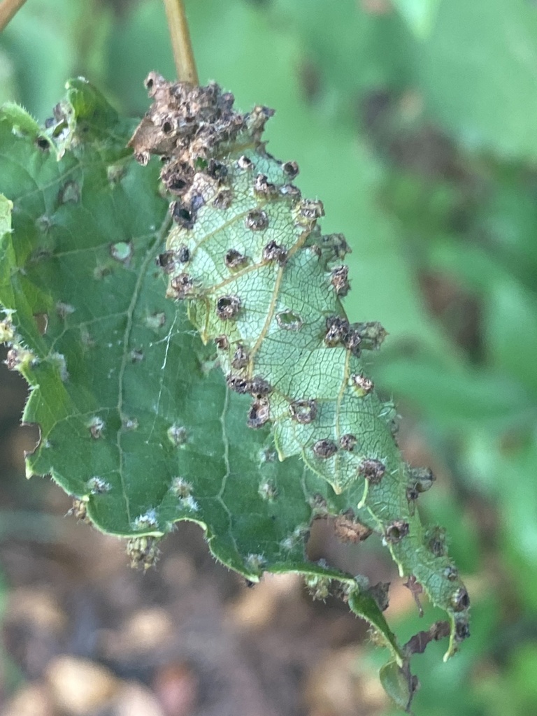 Grape Phylloxera from Randol Mill Park, Arlington, TX, US on September ...