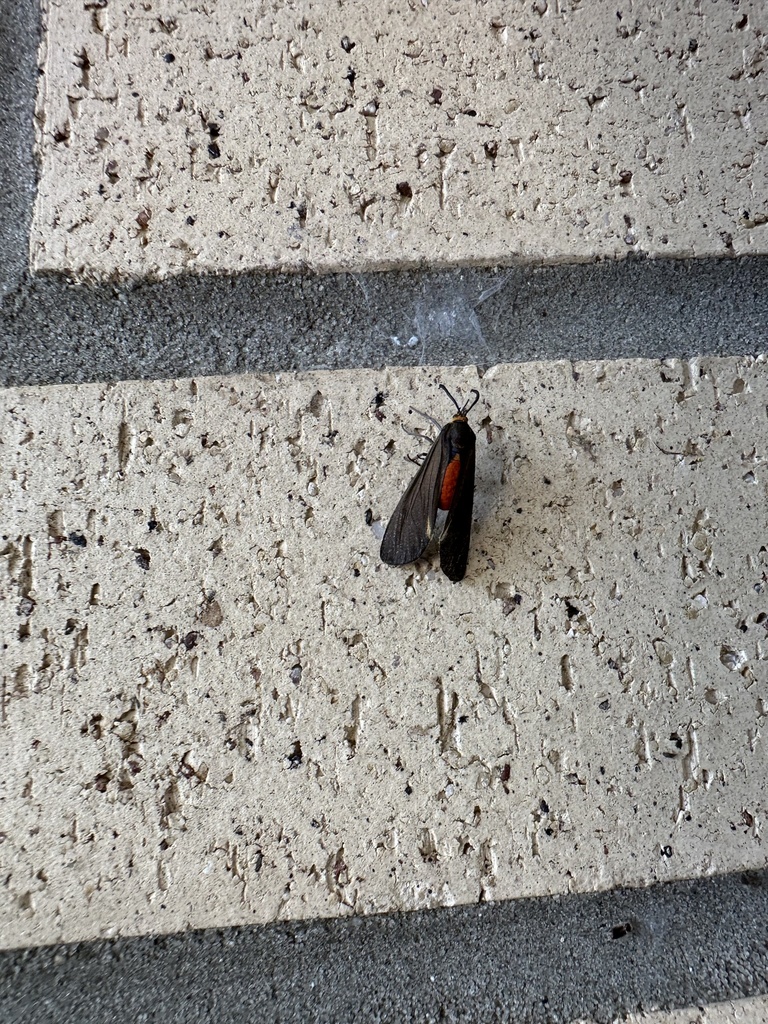 Black-winged Dahana Moth from Santa Fe College, Gainesville, FL, US on ...