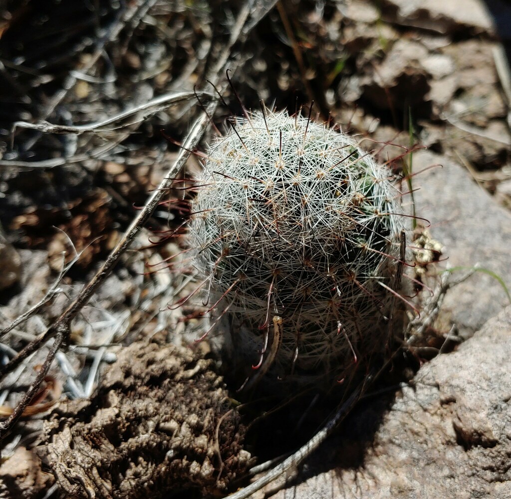 Graham's fishhook cactus in March 2021 by pilgrim123 · iNaturalist