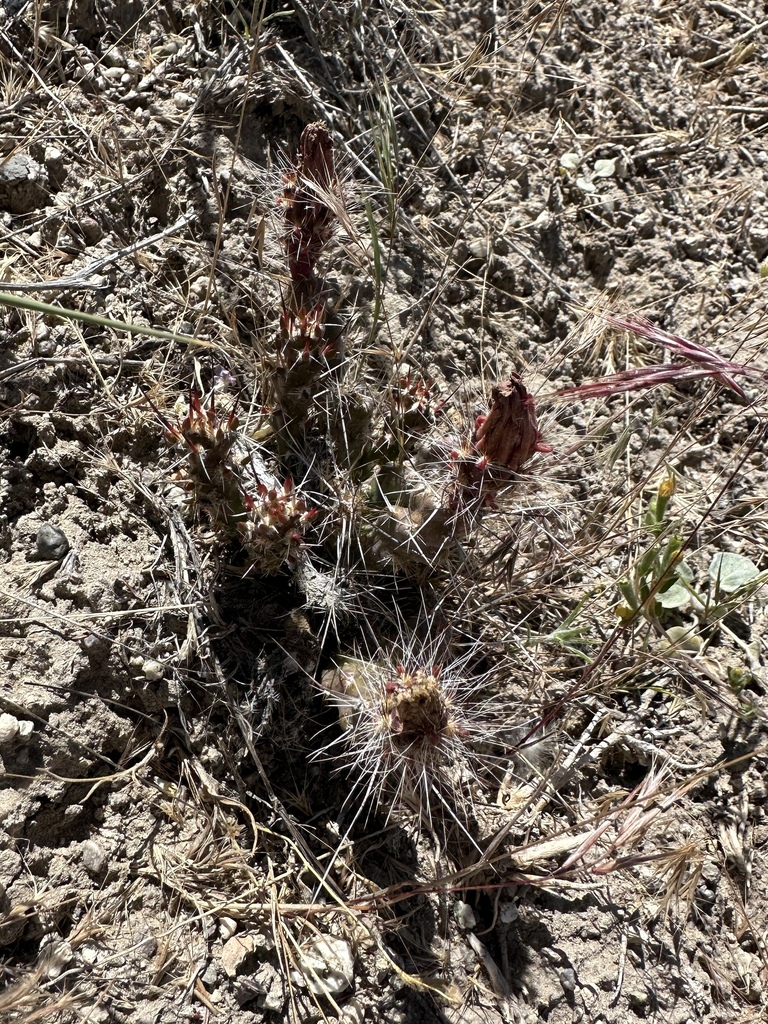 Sagebrush Cholla from Lyon County, NV, USA on June 20, 2023 at 03:42 PM ...