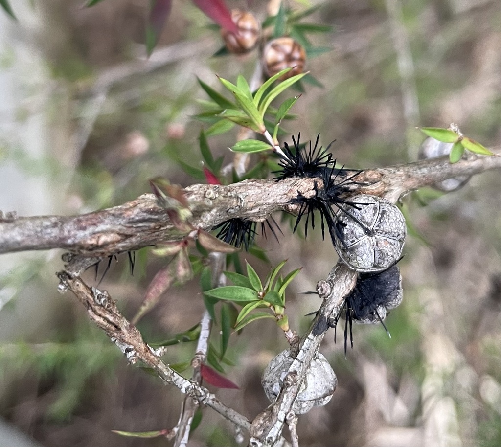 Septobasidium clelandii from Kookaburra Bush Cct, Frankston South, VIC ...