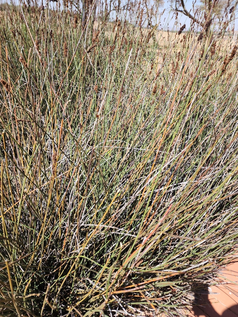 Cape Thatching Reed from Mogale City, South Africa on August 31, 2023 ...