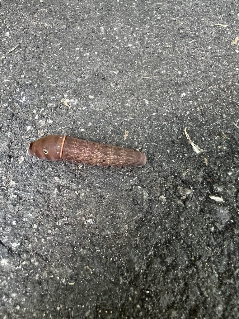Eastern Tiger Swallowtail from Kenneth Sneed Rd, Bryson City, NC, US on ...