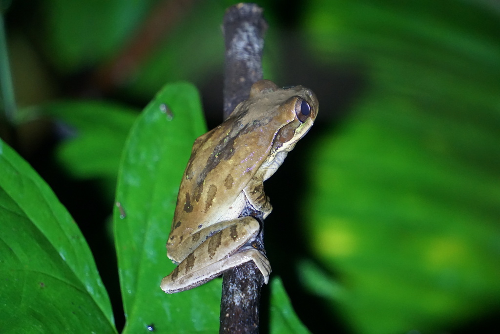 Masked Tree Frog from Bahía Solano, Choco, Colombia on September 14 ...