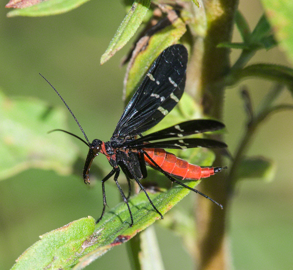 Mourning Scorpionfly from Baxter Rd, Disputanta, VA 23842 on September ...
