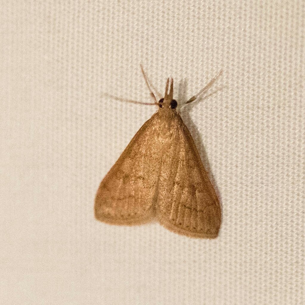 Celery Leaftier Moth from Cove, Stamford, CT 06902, USA on July 28 ...