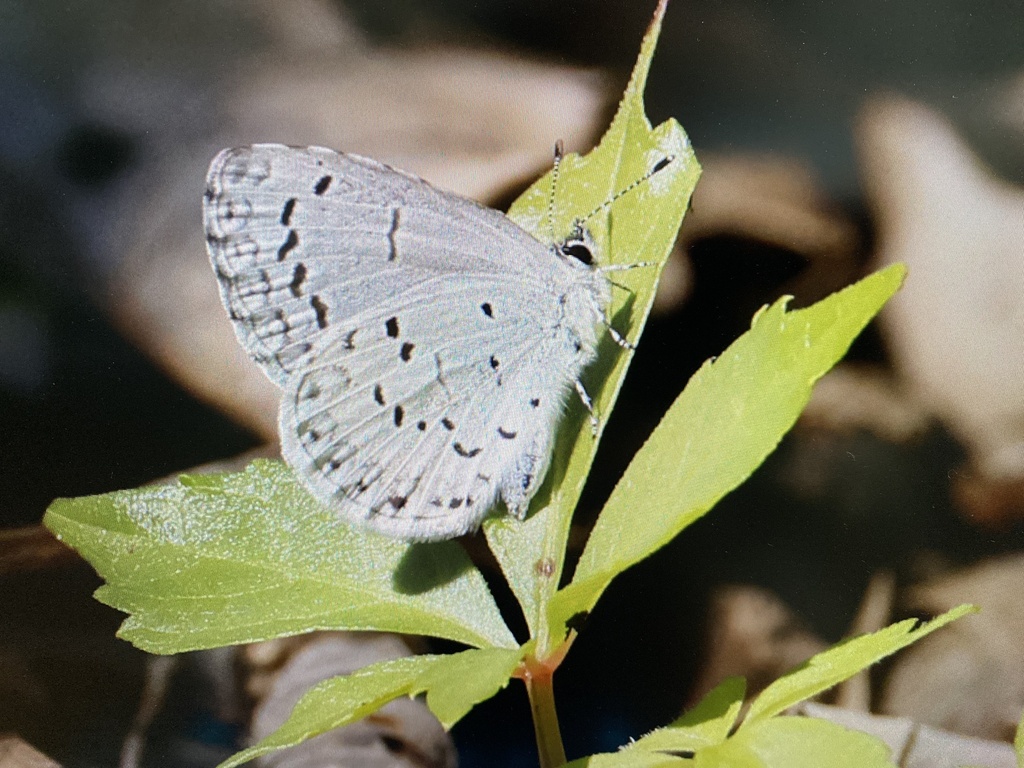 Summer Azure from Liberty State Park, 泽西城, NJ, US on September 19, 2023 ...
