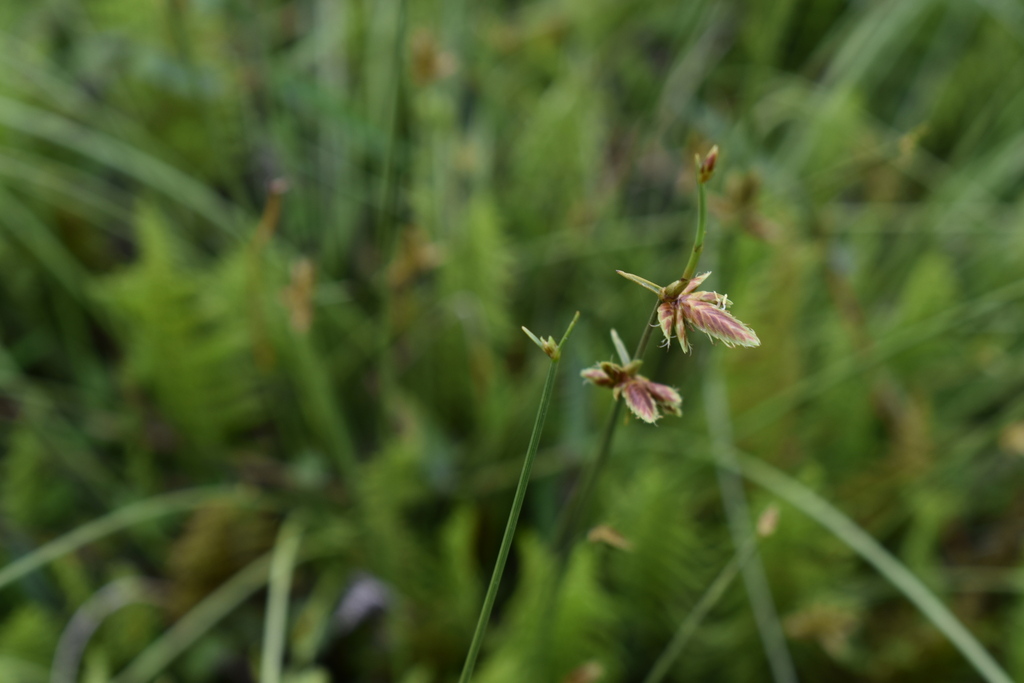 Cyperus pectinatus from Rugezi Wetland, Rwanda on June 22, 2023 at 11: ...