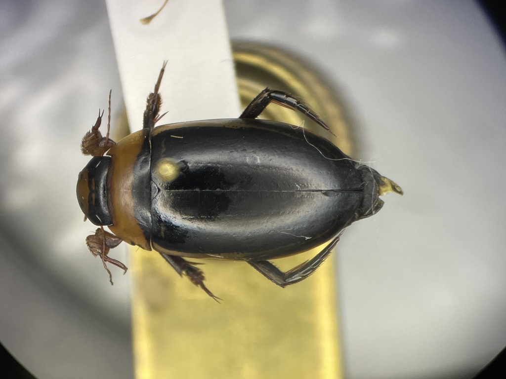 Hydaticus aruspex from St-Gregoire, Bécancour, QC, CA on September 4 ...