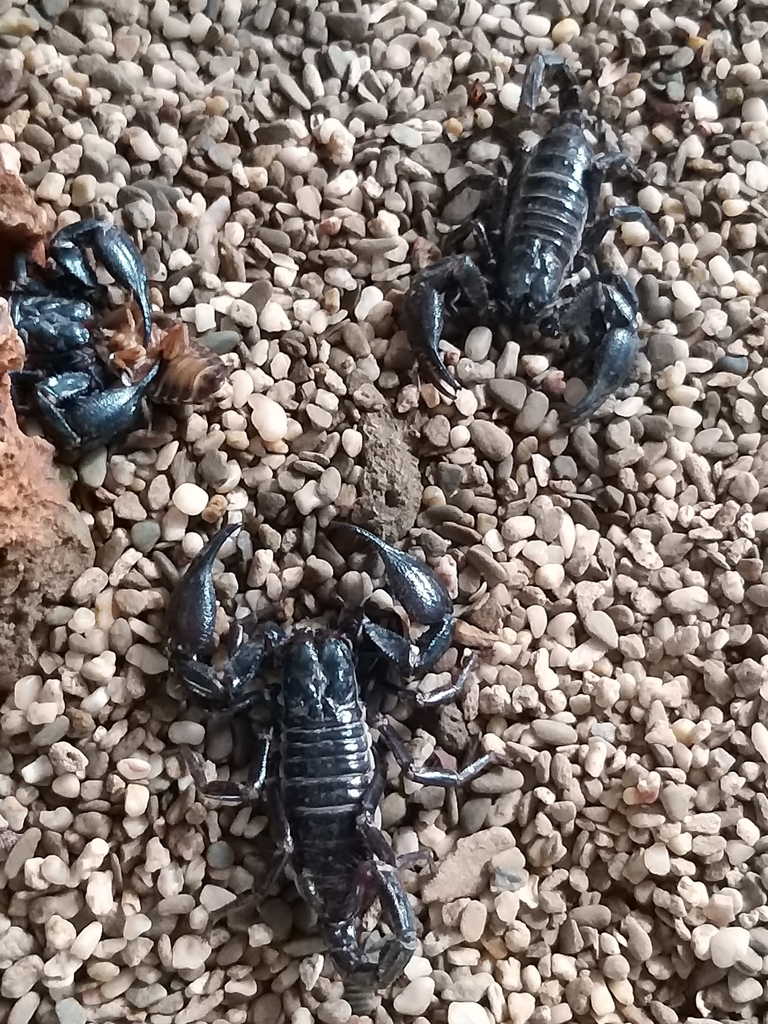 Asian Forest Scorpion from South National Highway, Puerto Princesa City ...