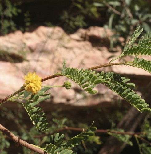 Vachellia pachyphloia · iNaturalist