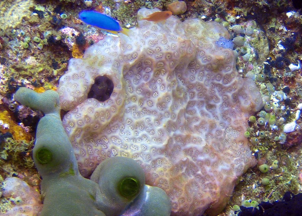 Sea Pork from Mabini, Batangas, Philippines on May 18, 2017 by uwkwaj ...