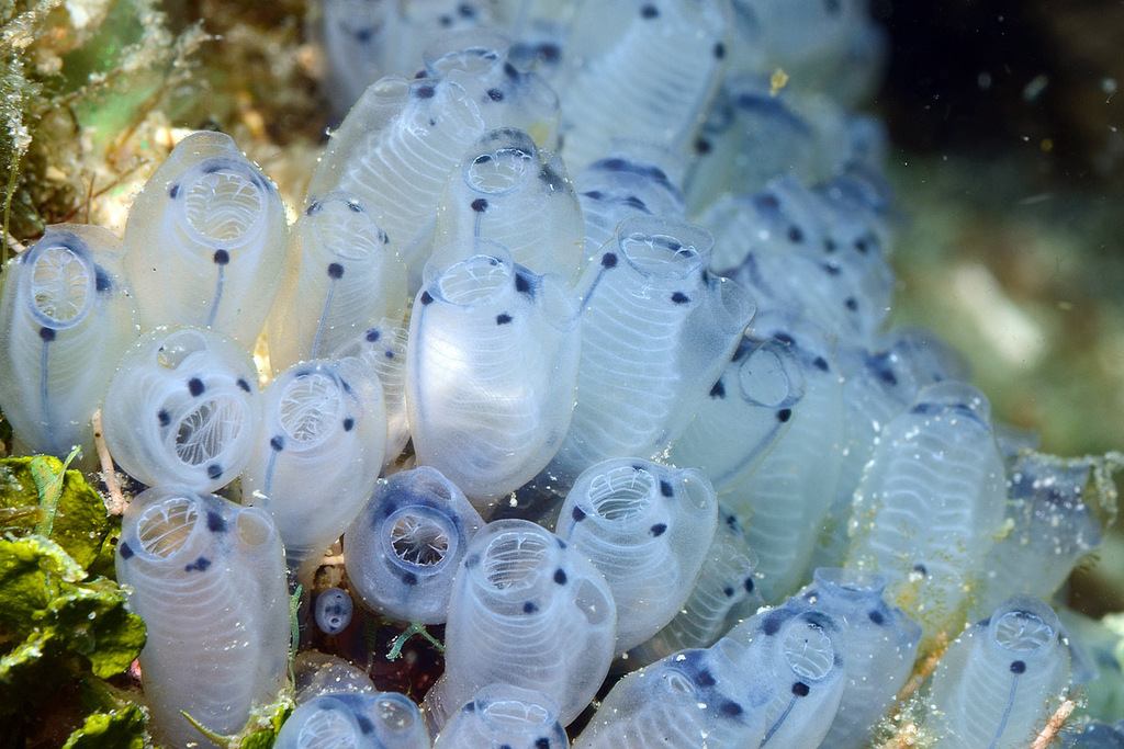 Bluebell Tunicate from Tingloy, Batangas, Philippines on April 27, 2019 ...