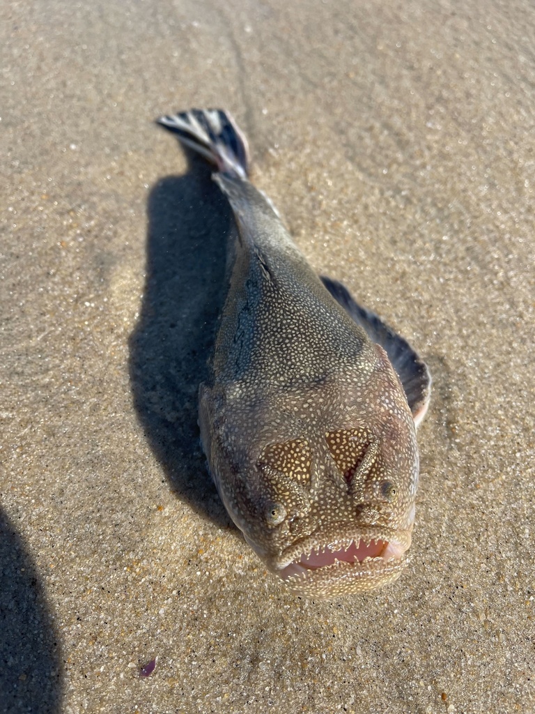 Northern Stargazer from Seven Presidents Oceanfront Park, Long Branch ...