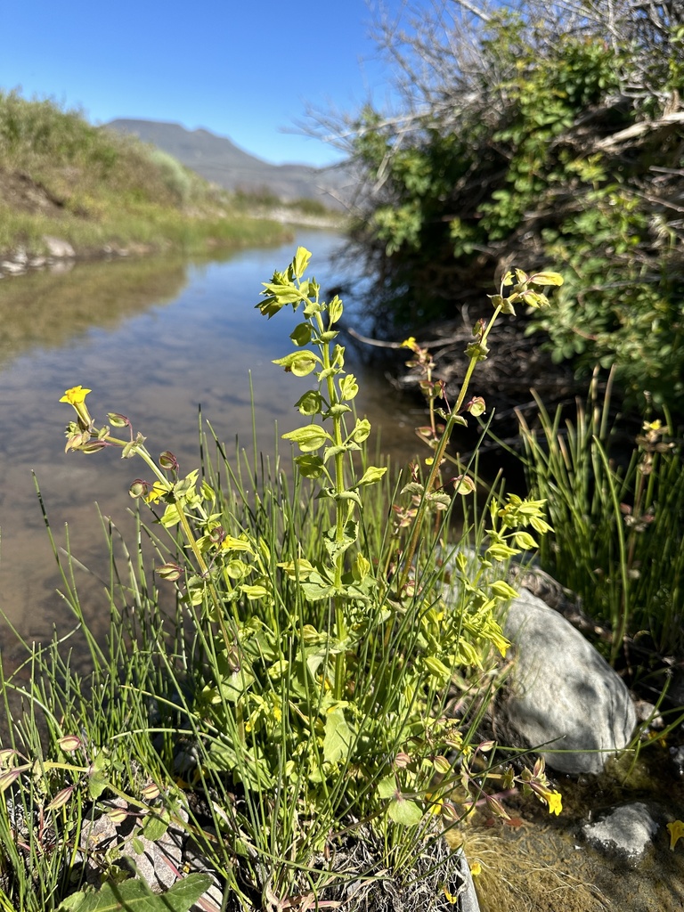 shy monkeyflower from Humboldt, Nevada, United States on June 21, 2023 ...