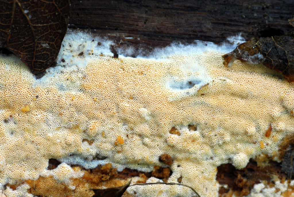 Xylodon flaviporus from Parco di Monza, Italia on May 14, 2012 at 10:20 ...