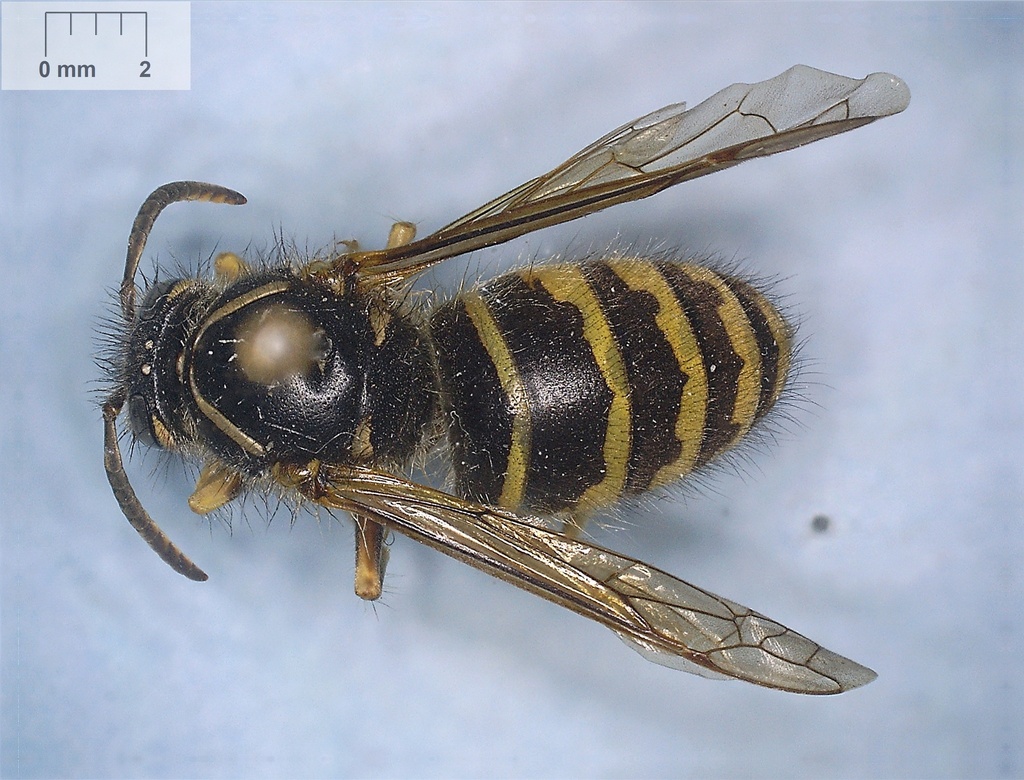 Northern Aerial Yellowjacket from Caraquet, NB, Canada on July 21, 1978 ...