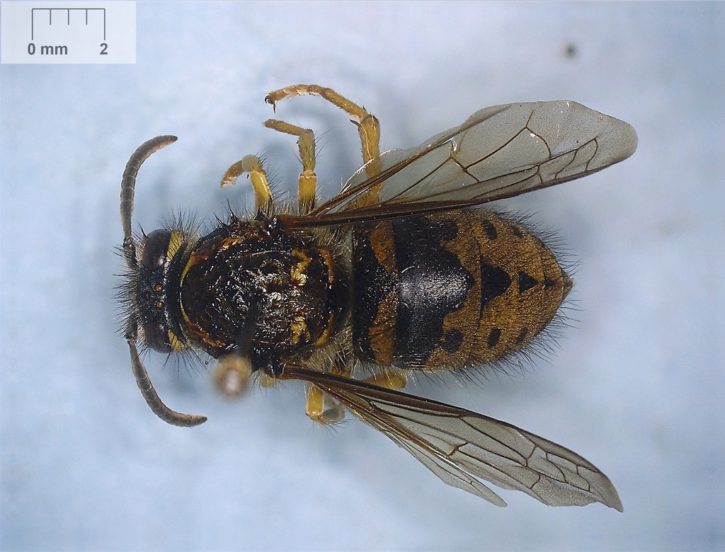 Common Aerial Yellowjacket from Waterville, Estrie, QC, Canada on May ...