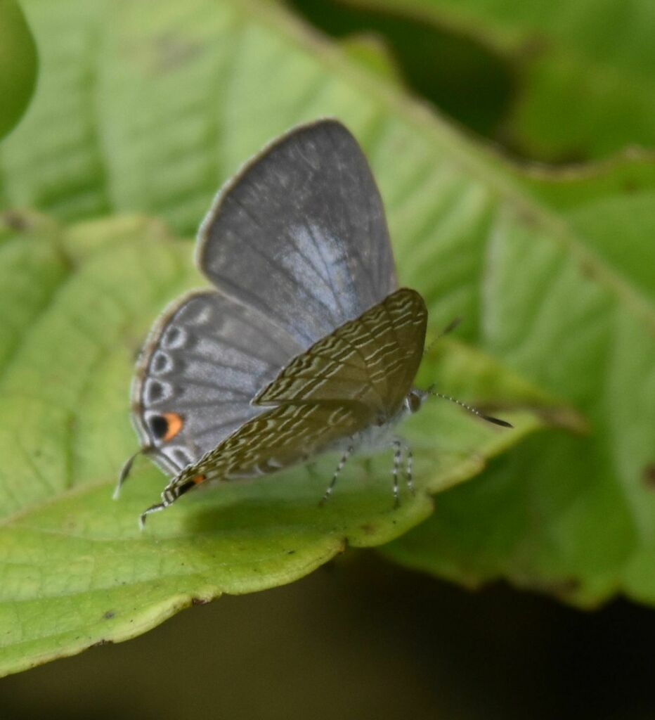 Ancyra Blue from Kabupaten de Biak Numfor, Papouasie, Indonésie on July ...