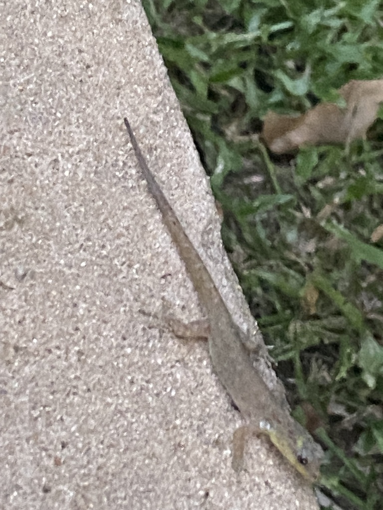Bridled Forest Gecko from Trinidad, Trinidad and Tobago, TT on ...