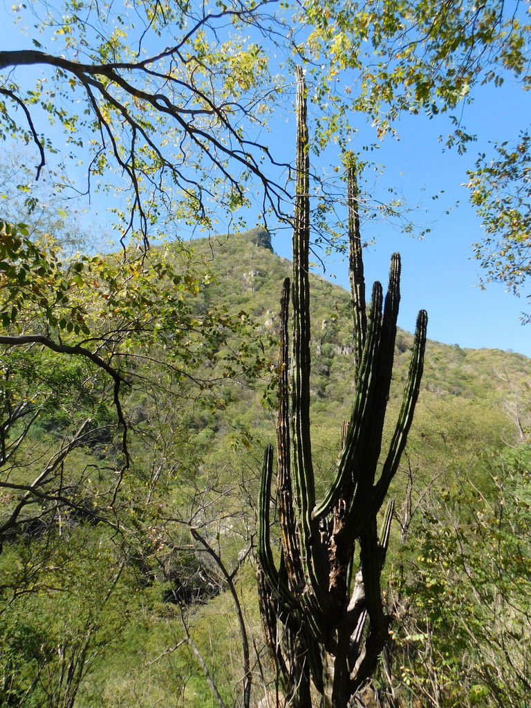Stenocereus montanus from Sendero arriba de Arroyo Uvulama, Sierra de ...