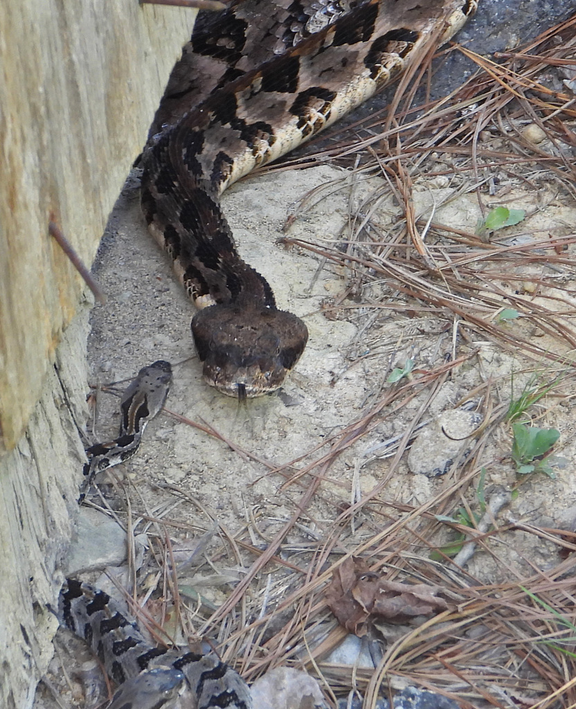 Timber Rattlesnake from Guntersville, AL, USA on September 19, 2023 at ...