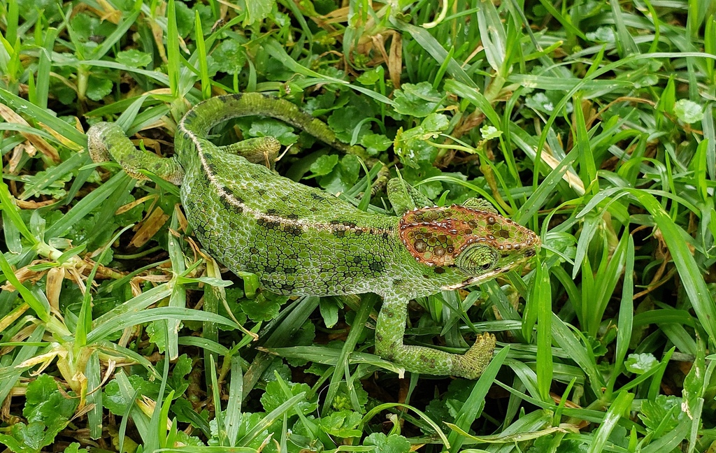 Chameleons from Karatu, Tanzania on March 2, 2020 at 12:35 PM by ...